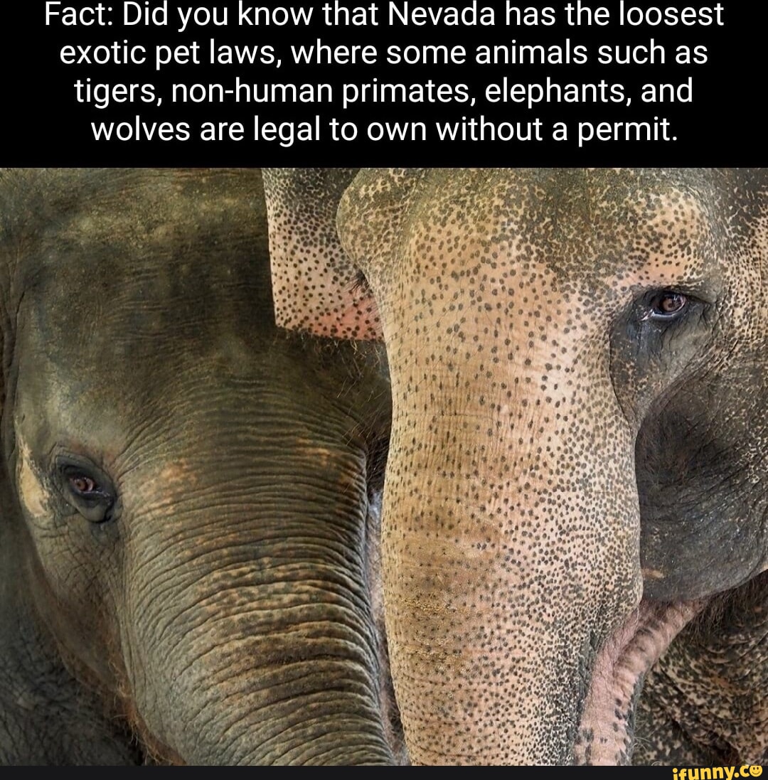 Fact: Did you Know that Nevada has the loosest exotic pet laws, where ...