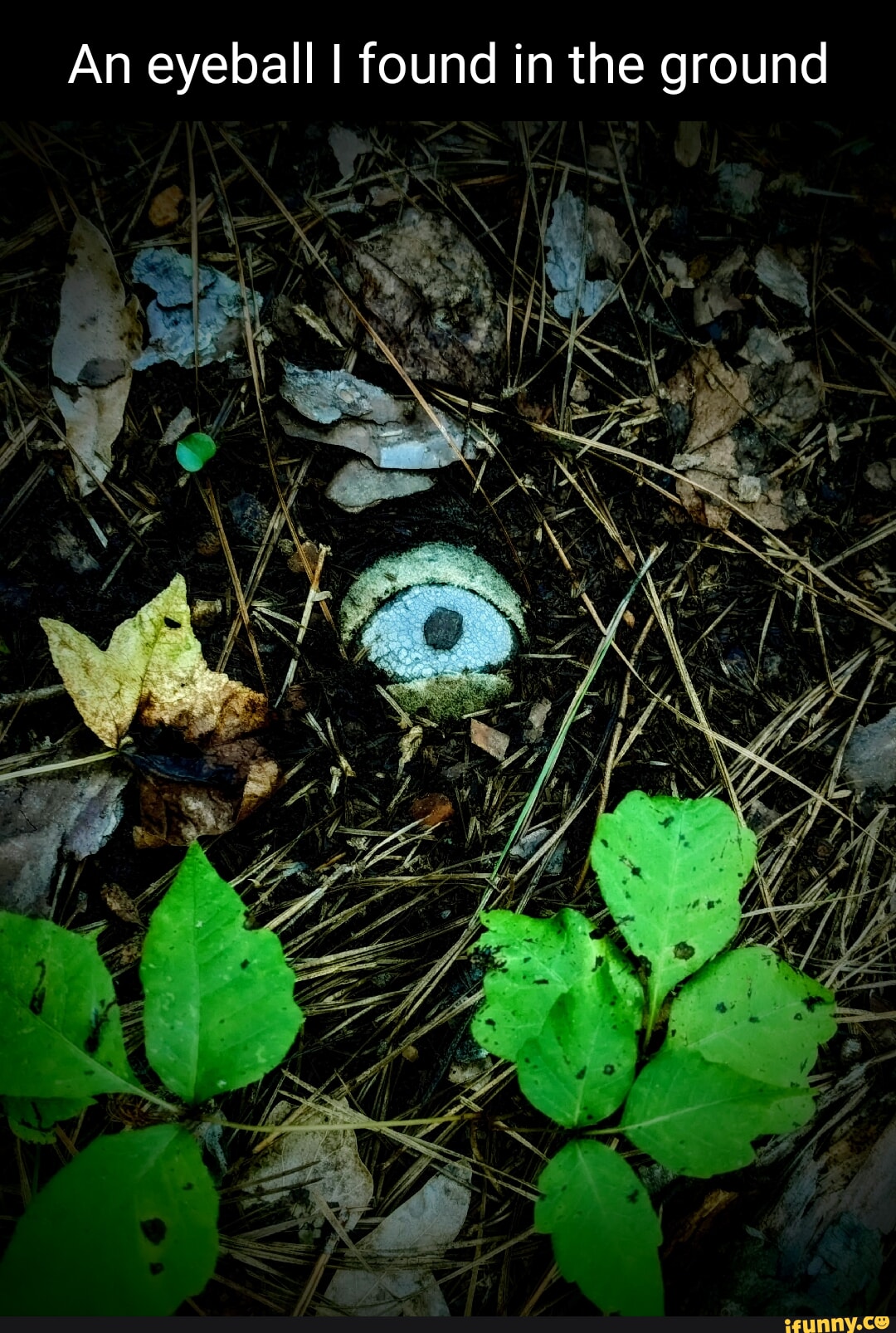 Eyeball memes. Best Collection of funny Eyeball pictures on iFunny