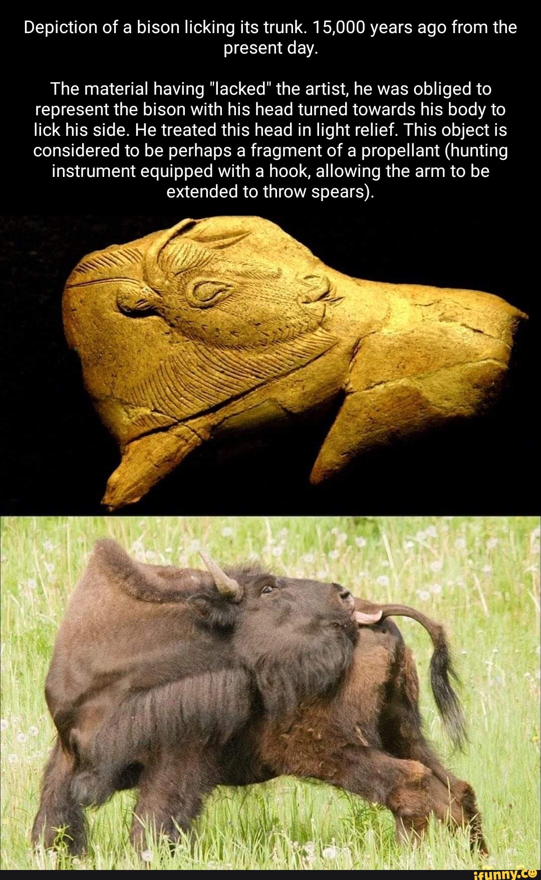 Bison memes. Best Collection of funny Bison pictures on iFunny