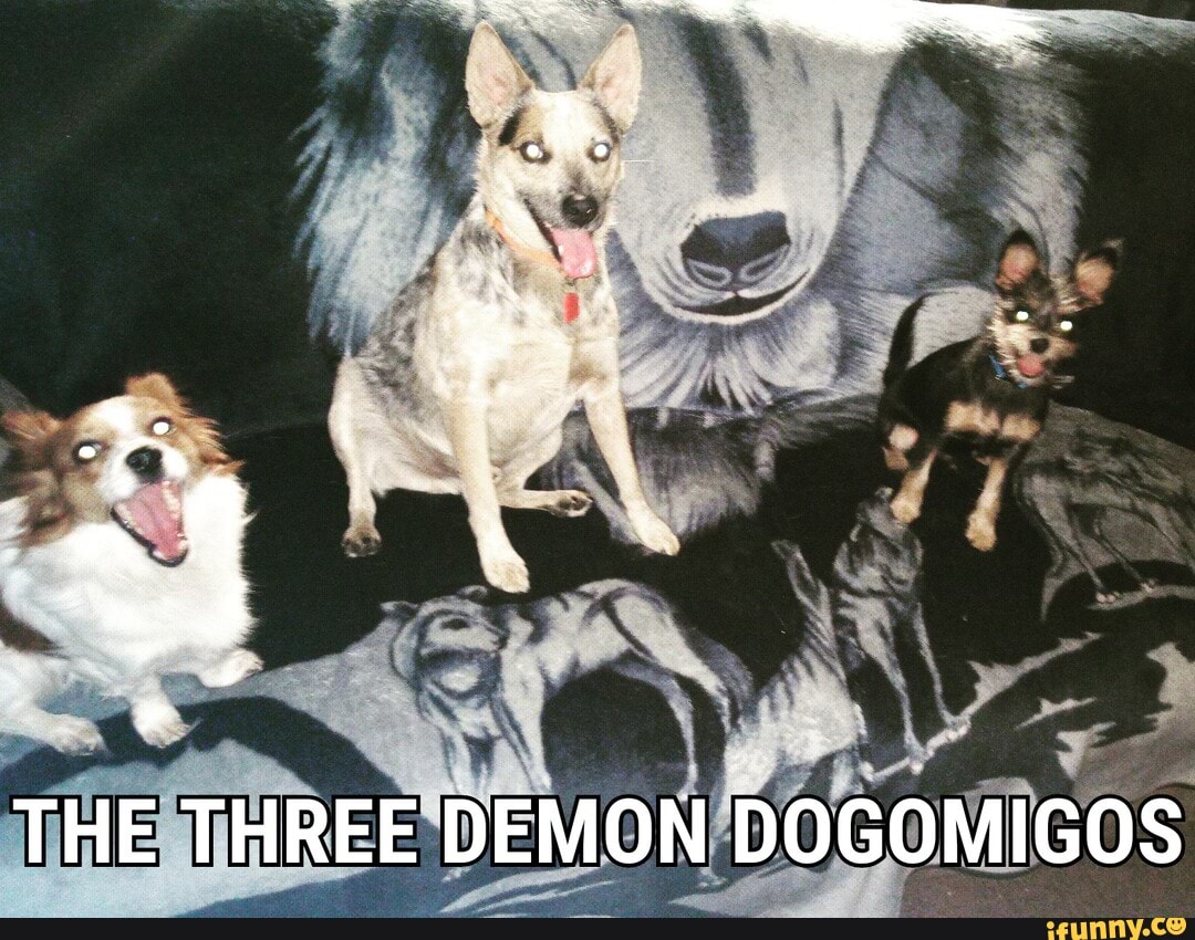 Demondogs memes. Best Collection of funny Demondogs pictures on iFunny