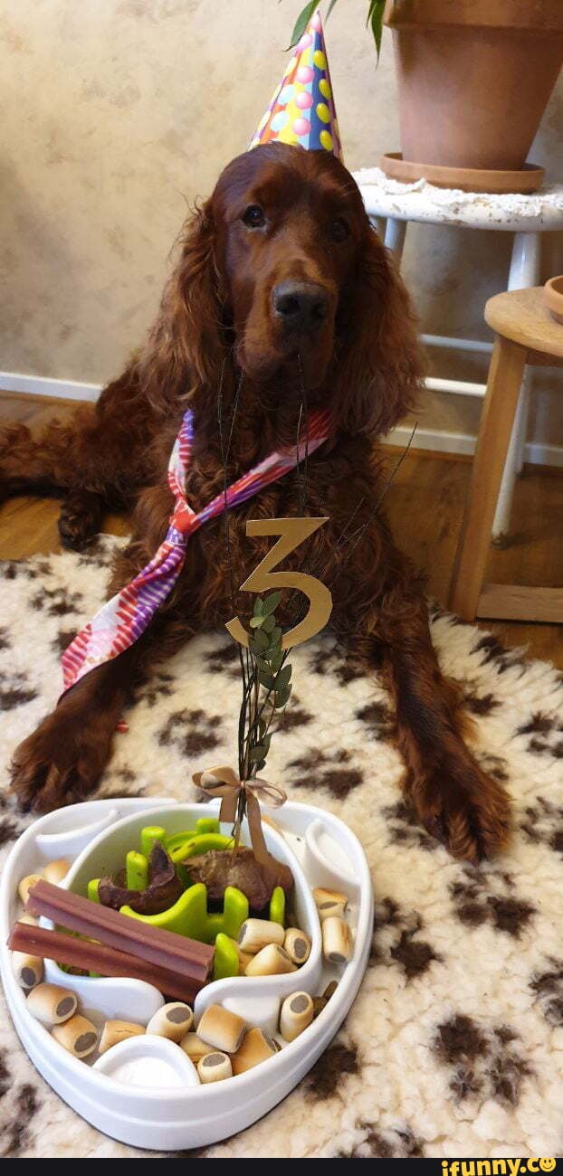 Irish_setter memes. Best Collection of funny Irish_setter pictures on ...