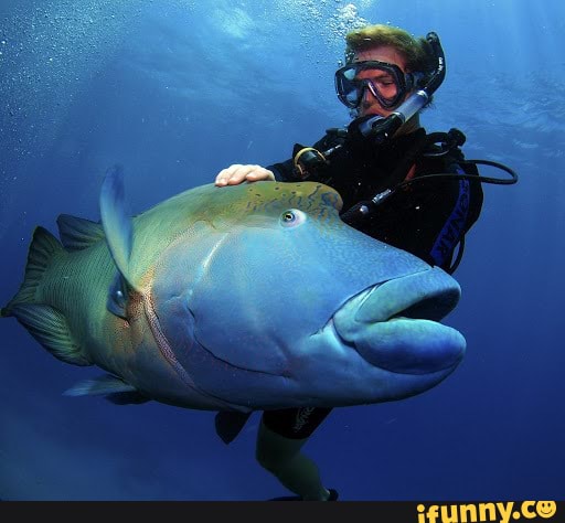 Giant Humphead Wrasse