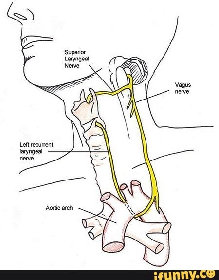 Laryngeal memes. Best Collection of funny Laryngeal pictures on iFunny