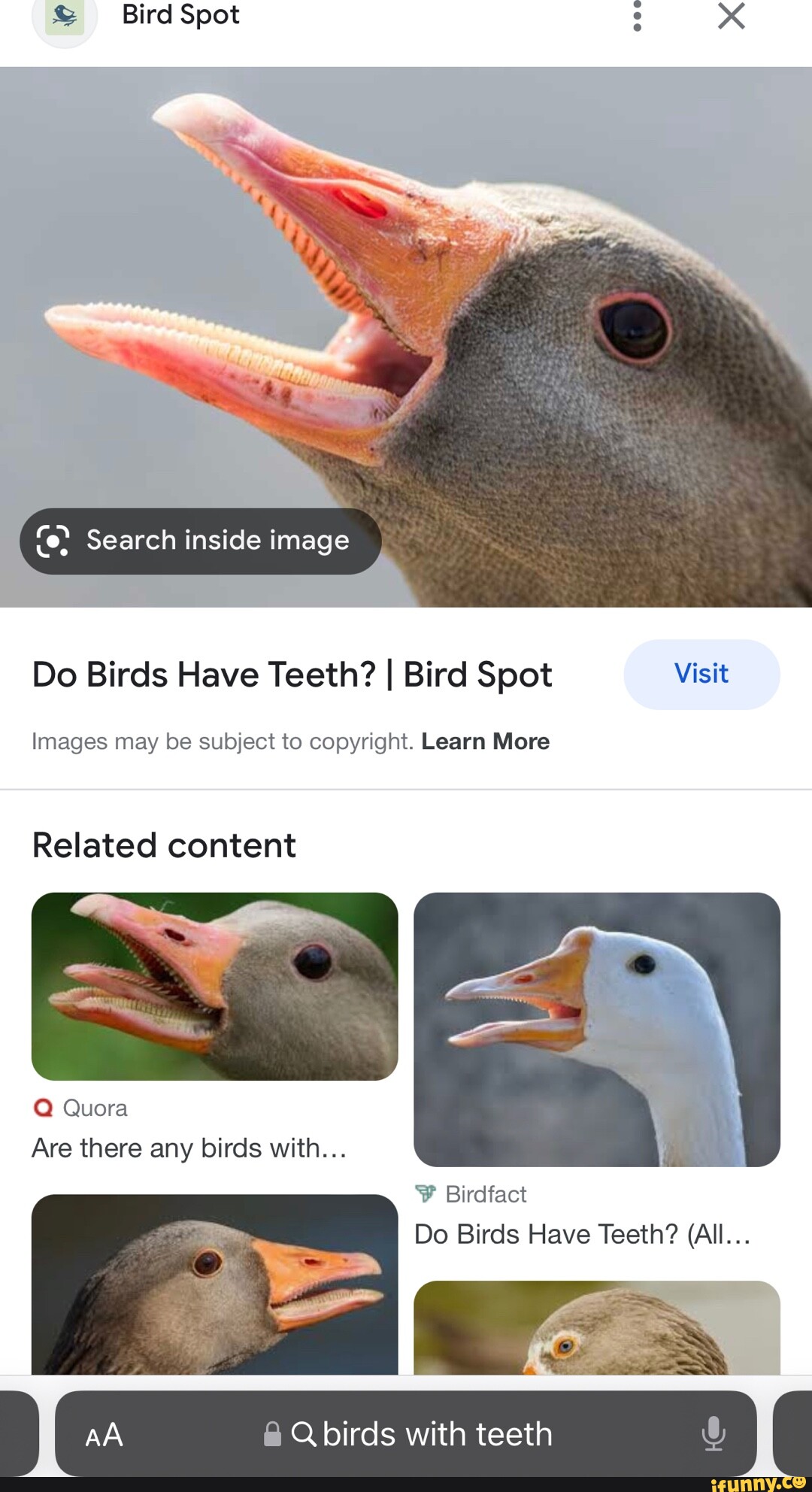 & Bird Spot x Search inside image Do Birds Have Teeth? I Bird Spot ...