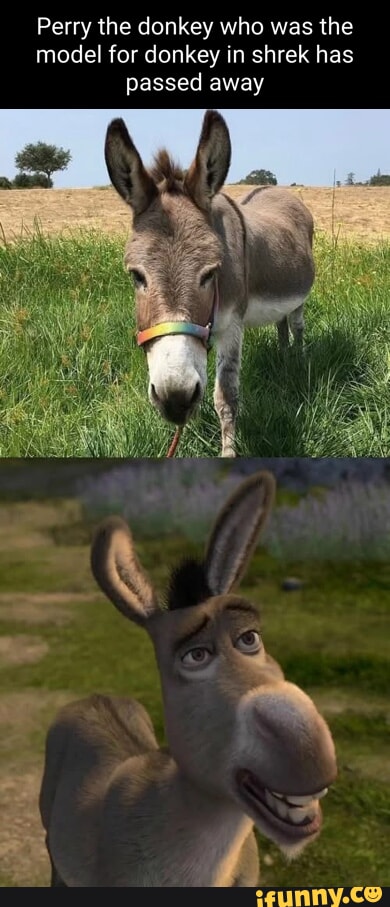 Perry the donkey who was the model for donkey in shrek has passed away ...
