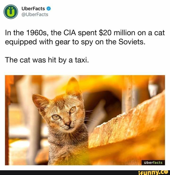 In the 1960s, the CIA spent $20 million on a cat equipped with gear to ...