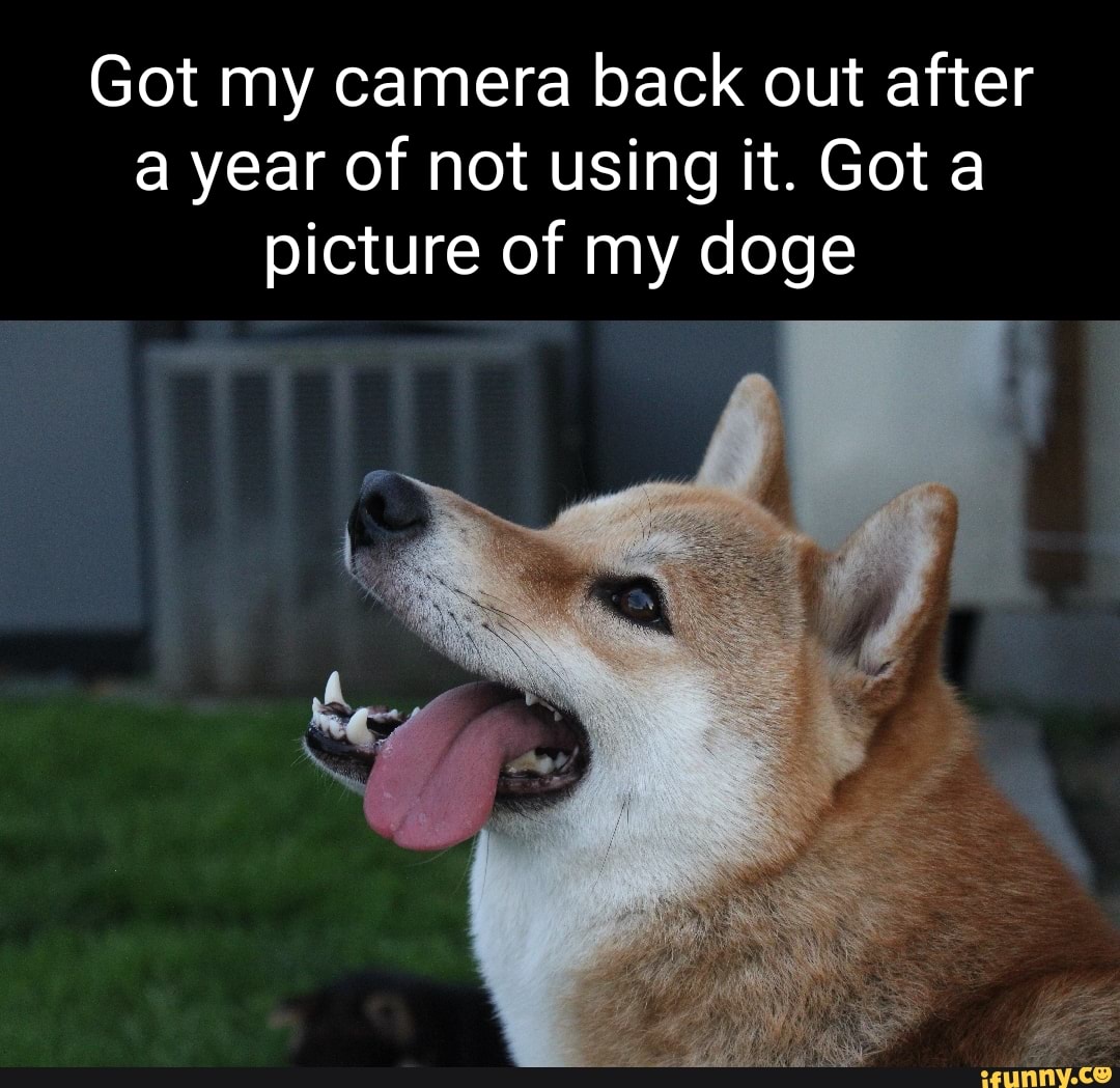 Memedog memes. Best Collection of funny Memedog pictures on iFunny