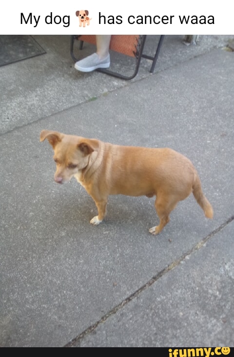 Waaa memes. Best Collection of funny Waaa pictures on iFunny