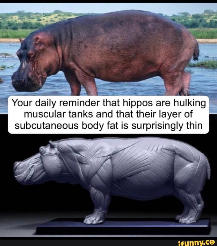 Your daily reminder that hippos are hulking muscular tanks and that ...