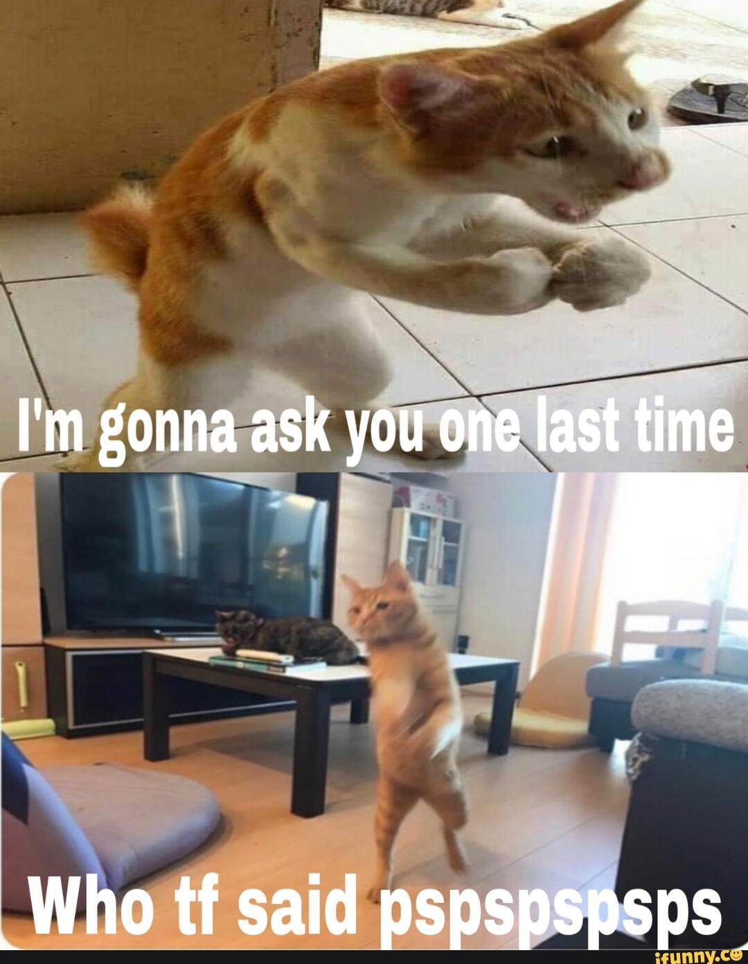 I'm gonna ask you one last time Who tf said pspspspsps - iFunny