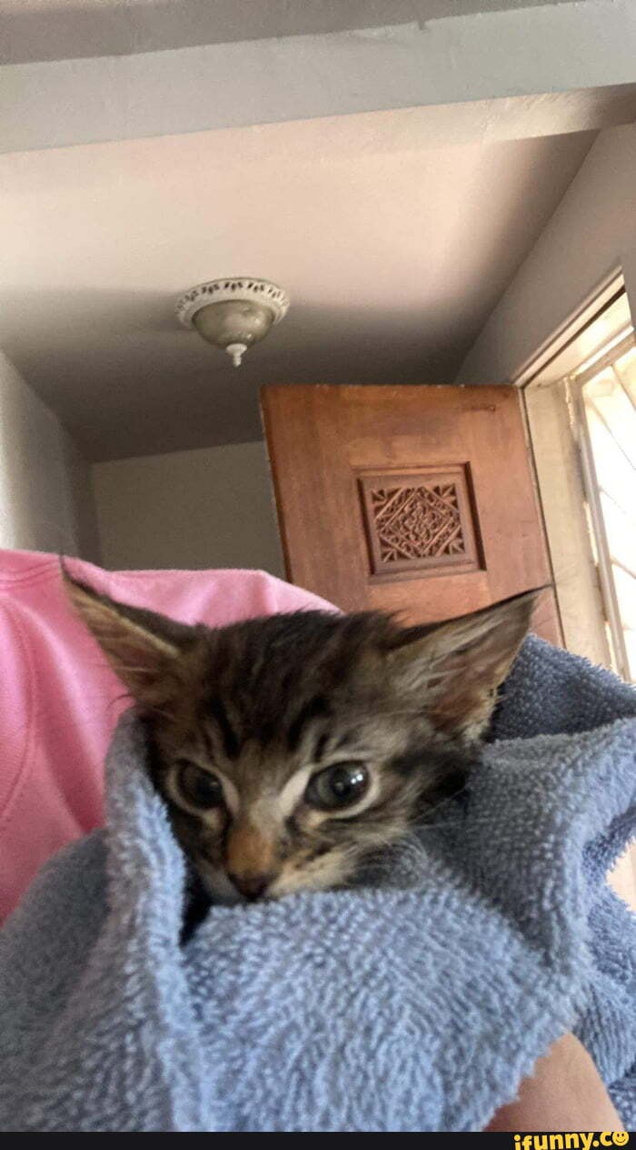 Gromp memes. Best Collection of funny Gromp pictures on iFunny