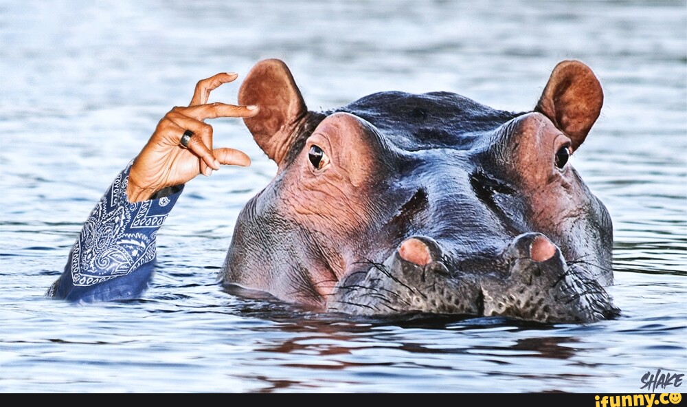 Hippocrips memes. Best Collection of funny Hippocrips pictures on iFunny