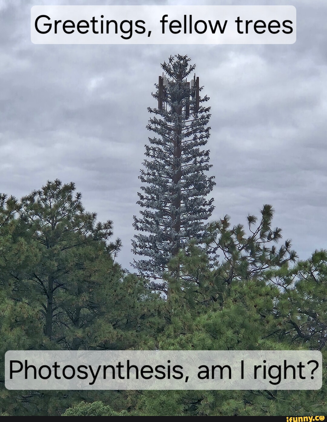 Photosynthesis memes. Best Collection of funny Photosynthesis pictures ...