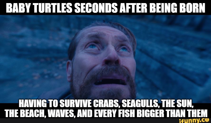 BABY TURTLES SECONDS AFTER BEING BORN HAVING TO SURVIVE CRABS, SEAGULLS ...