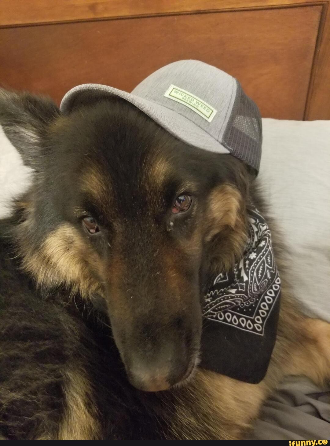 Accessorize memes. Best Collection of funny Accessorize pictures on iFunny