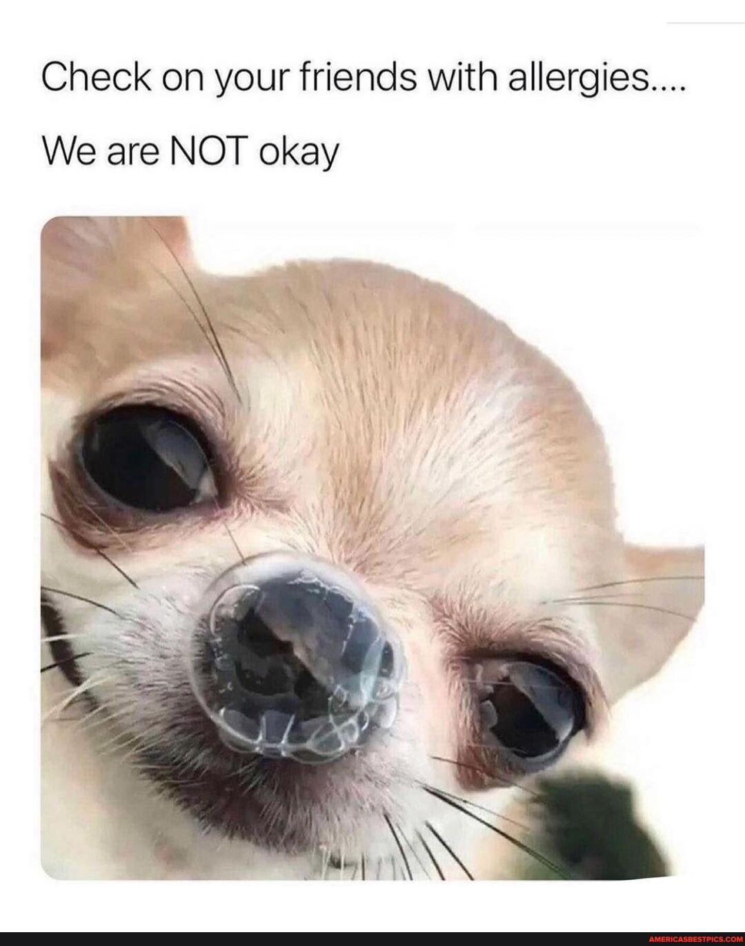 Memes and animal memes to brighten your feed 😂 - Check on your friends ...