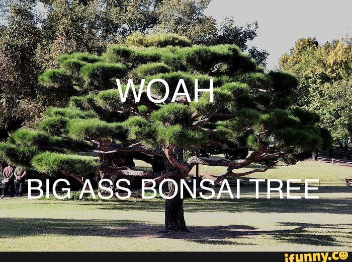 BIG ASS BONSAI TREE - iFunny