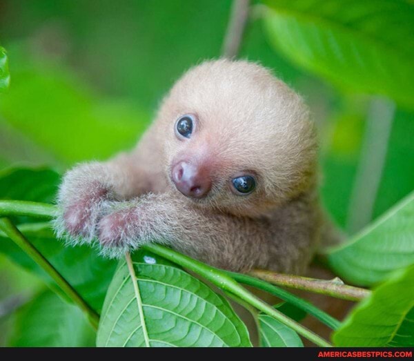 Baby Sloth first meeting humans - America’s best pics and videos