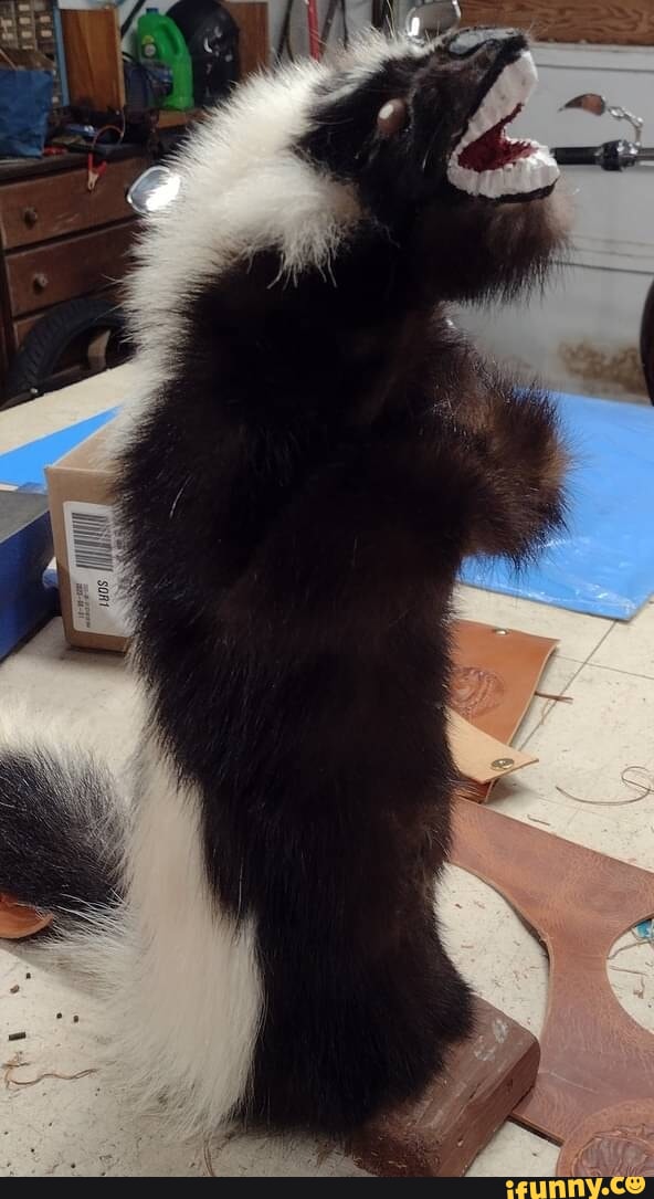 Skunk memes. Best Collection of funny Skunk pictures on iFunny