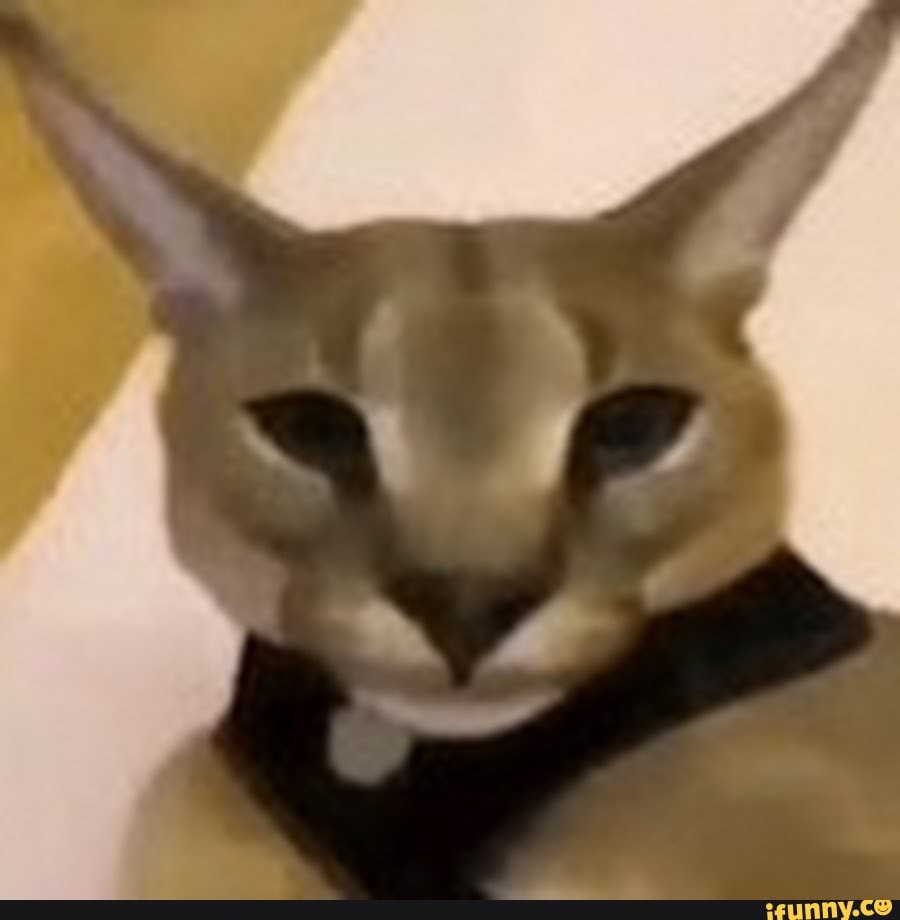 Begula memes. Best Collection of funny Begula pictures on iFunny