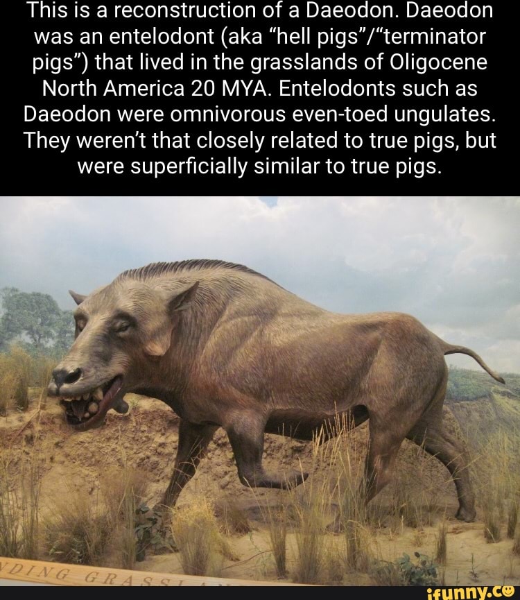 Entelodont memes. Best Collection of funny Entelodont pictures on iFunny