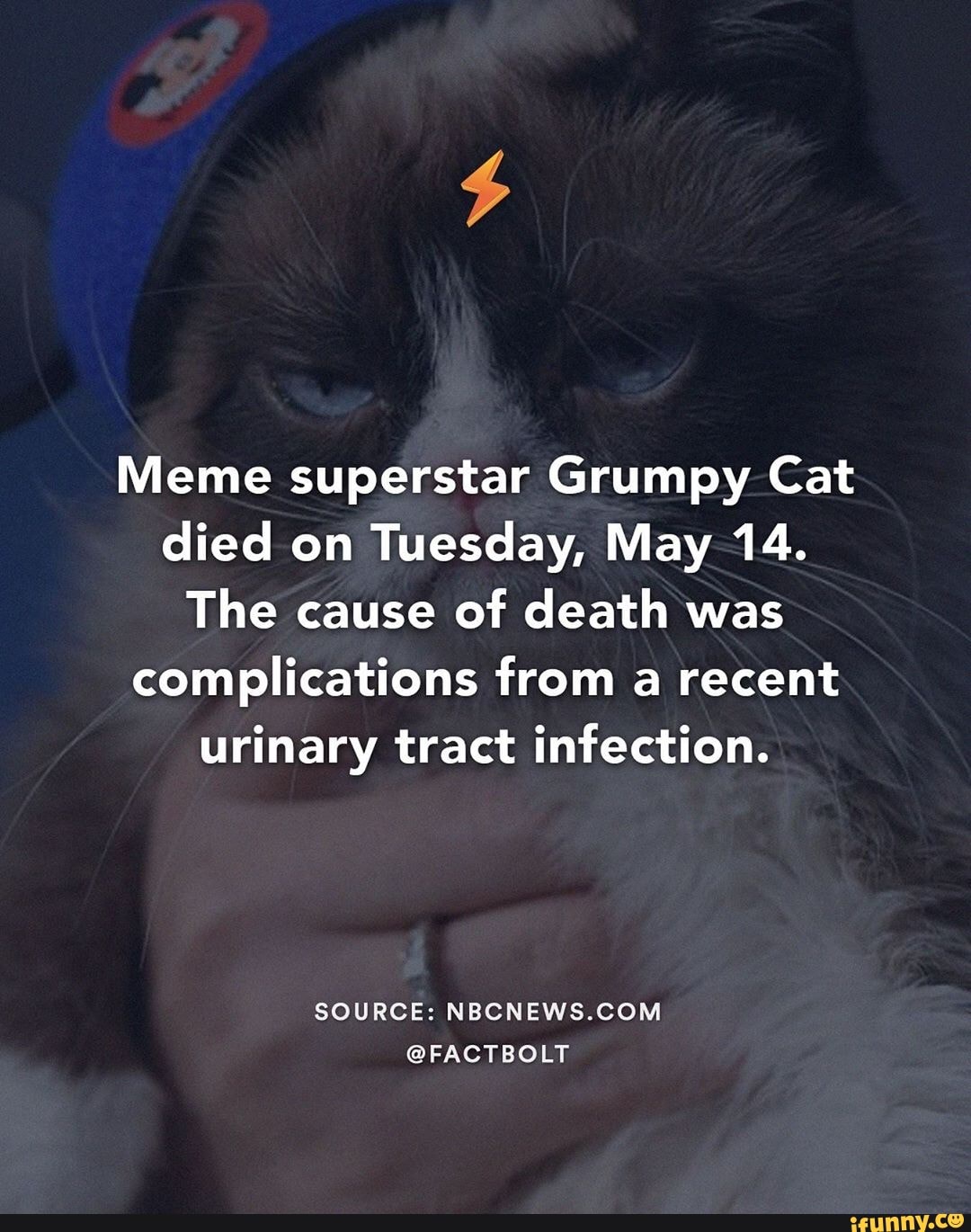 Meme superstar Grumpy Cat died on Tuesday, May 14. The cause of death ...