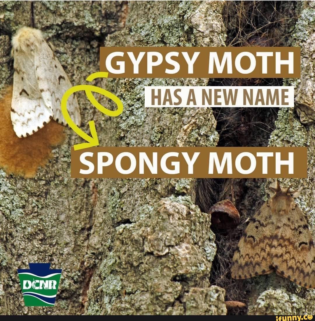 Spongy moth - GYPSY MOTH MOTH - iFunny