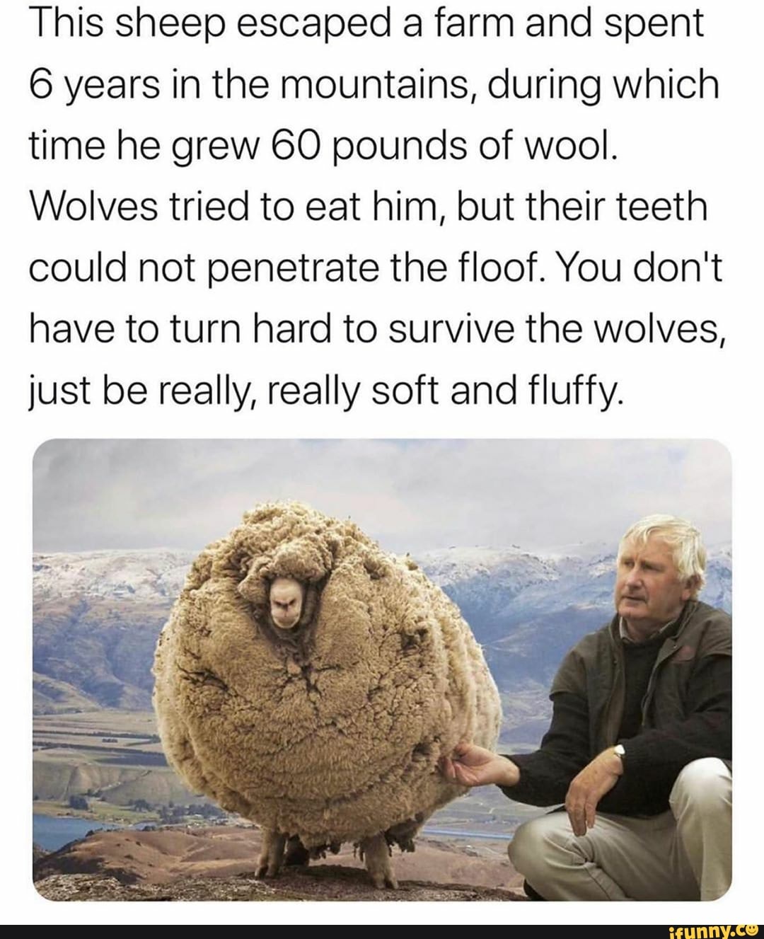 This sheep escaped a farm and spent 6 years in the mountains, during ...