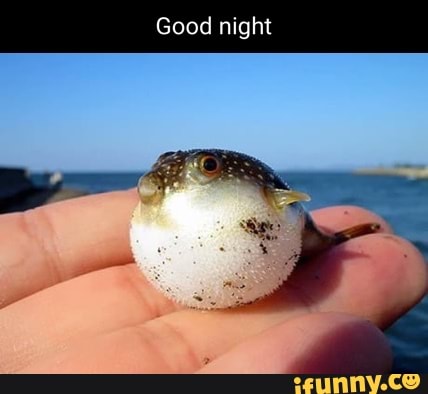 Wabungus memes. Best Collection of funny Wabungus pictures on iFunny
