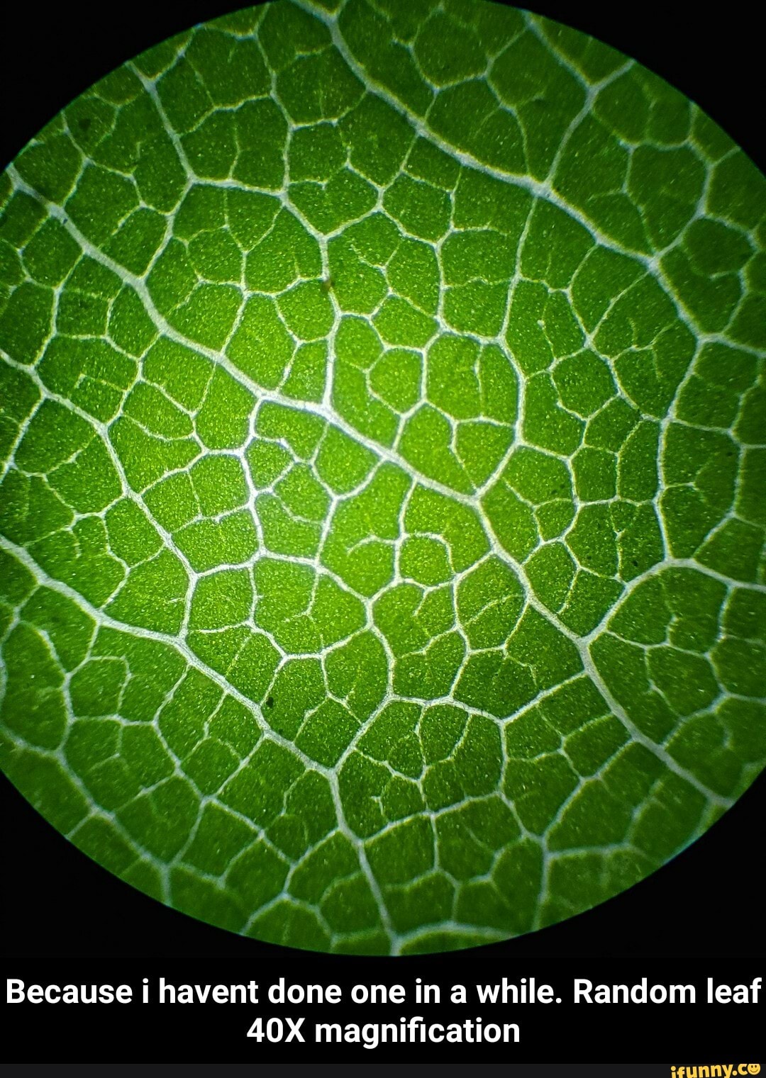 Because i havent done one in a while. Random leaf 40X magnification ...
