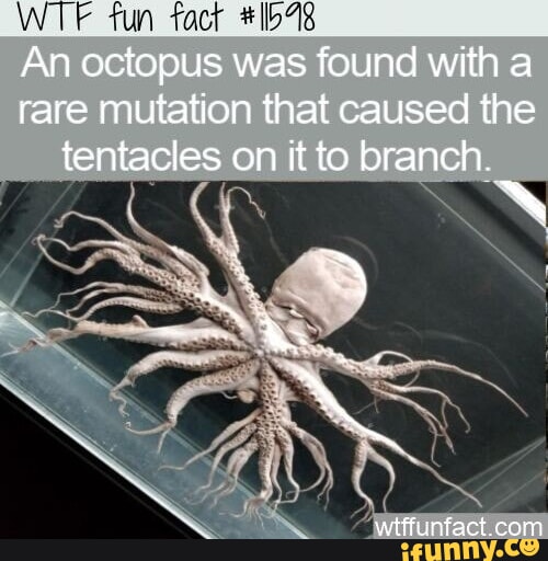 An octopus was found with a rare mutation that caused the tentacles on ...