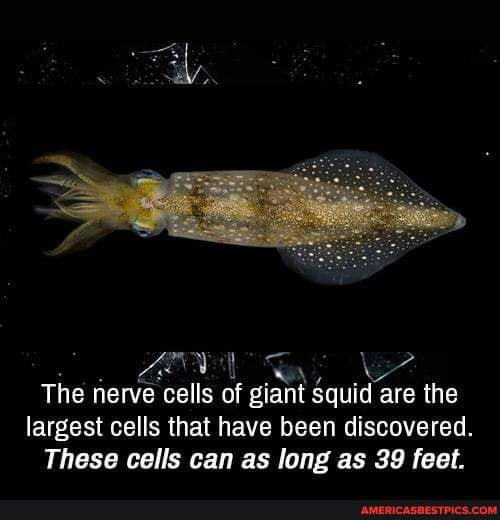 The nerve cells of giant squid are the largest cells that have been ...