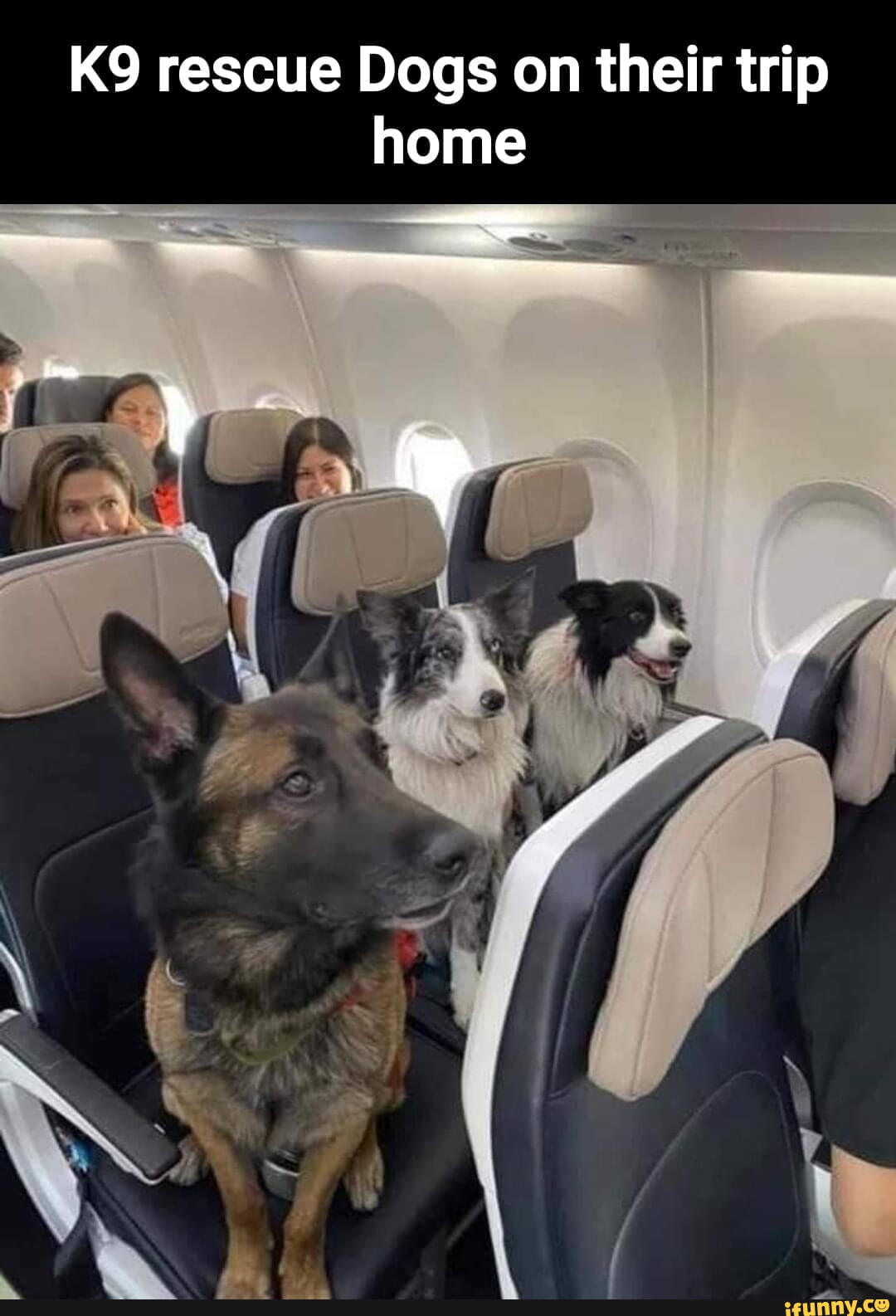 iFunny - the best memes, video, gifs and funny pics in one place