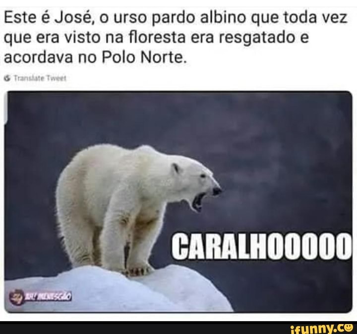 Este é José, o urso pardo albino que toda vez que era visto na floresta ...