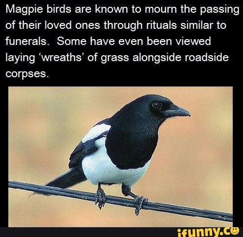 Magpie memes. Best Collection of funny Magpie pictures on iFunny
