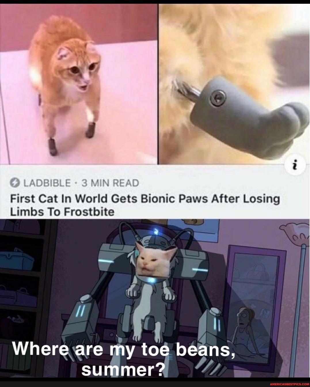 ) LADBIBLE MIN READ First Cat In World Gets Bionic Paws After Losing ...