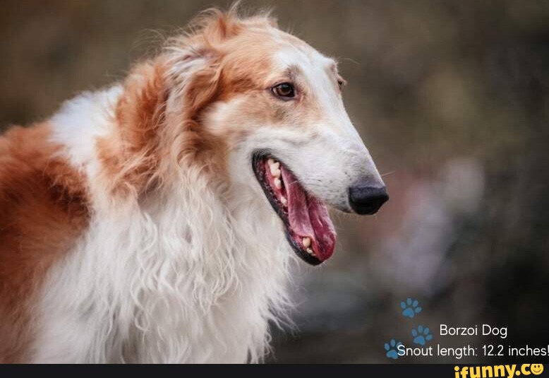 Snout memes. Best Collection of funny Snout pictures on iFunny