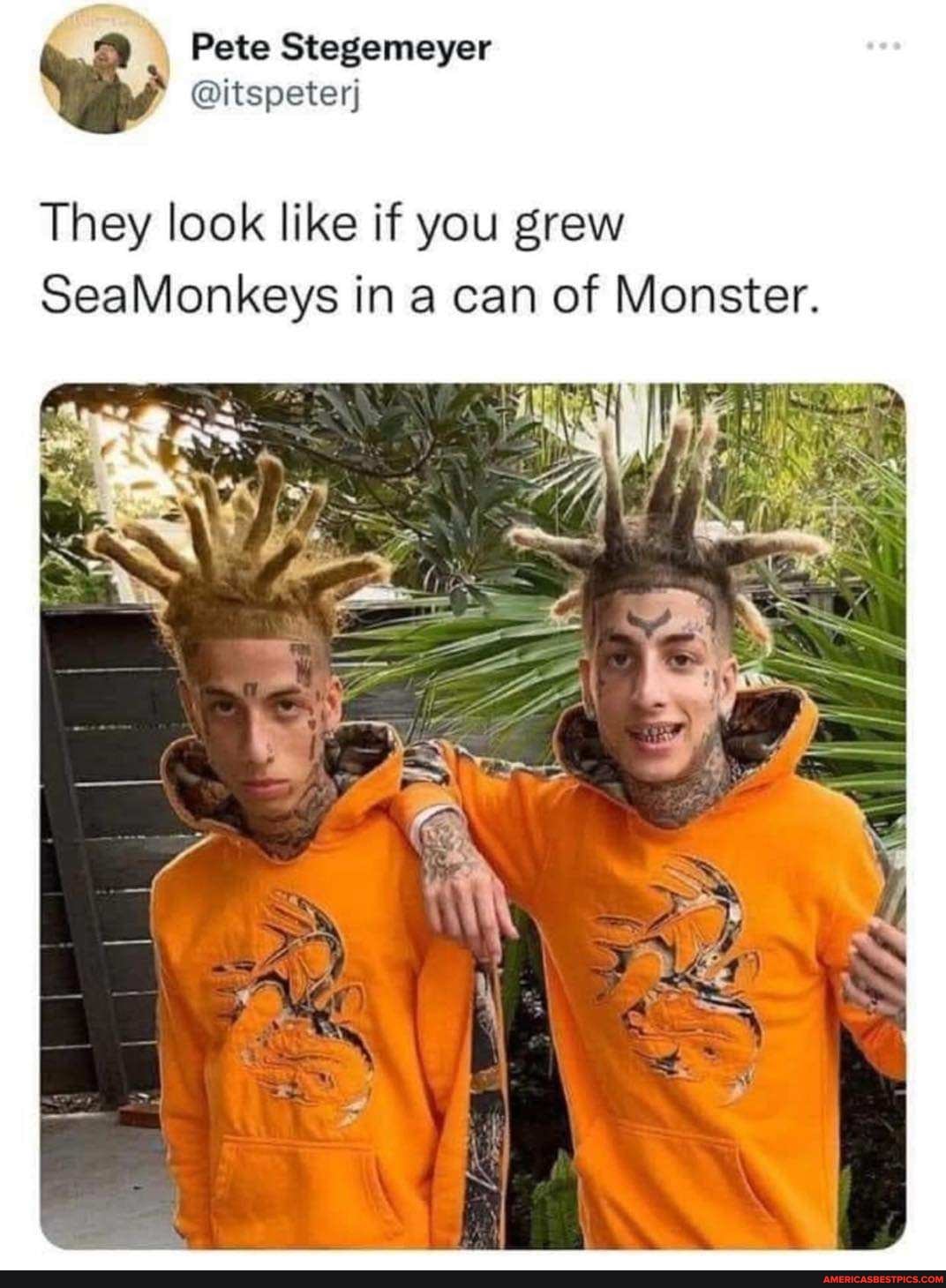 They Look Like If You Grew SeaMionkeys In A Can Of Monster IN they-look-like-if-you-grew-seamionkeys-in-a-can-of-monster-in