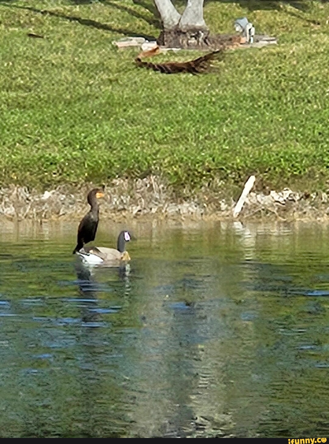 Borb memes. Best Collection of funny Borb pictures on iFunny