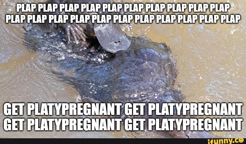 Plap memes. Best Collection of funny Plap pictures on iFunny