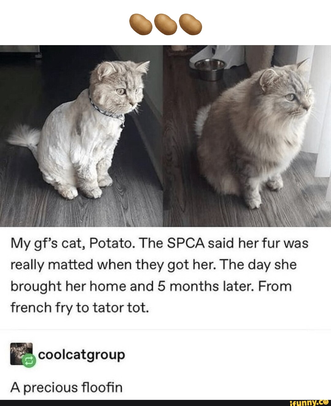 My gf's cat, Potato. The SPCA said her fur was really matted when they ...