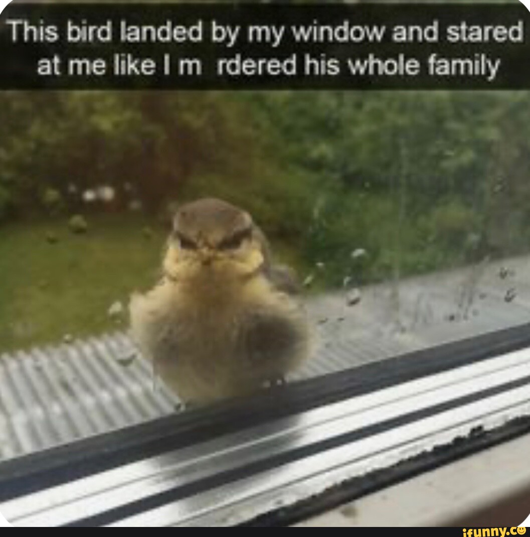 Stared memes. Best Collection of funny Stared pictures on iFunny