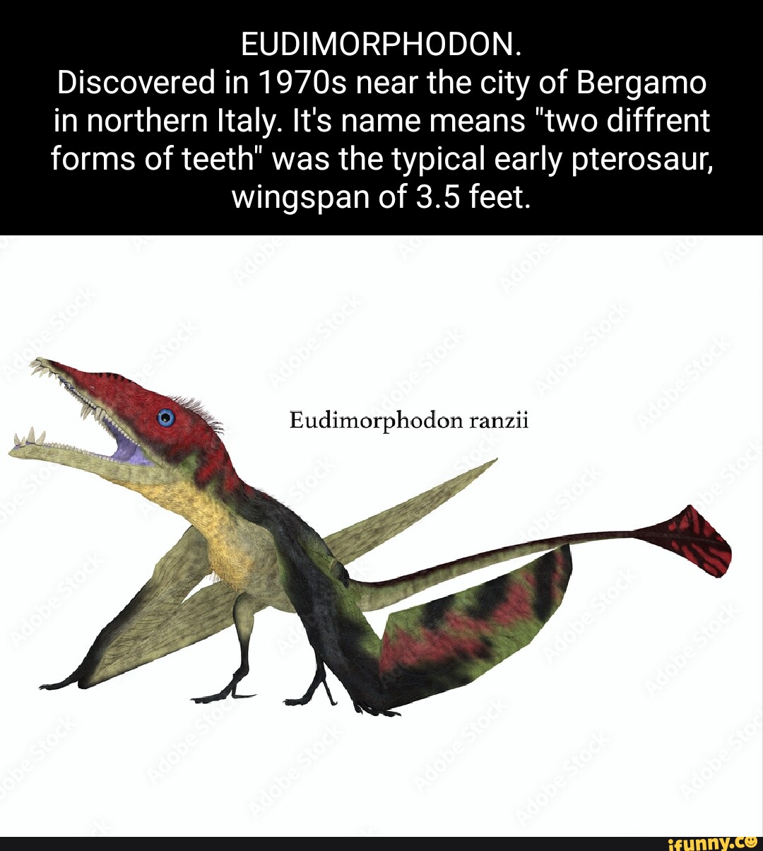 Pterosaur memes. Best Collection of funny Pterosaur pictures on iFunny