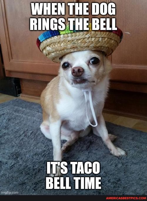 I made a meme based on it. What could it mean? - WHEN THE DOG RINGS THE ...
