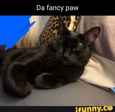 Smushed memes. Best Collection of funny Smushed pictures on iFunny