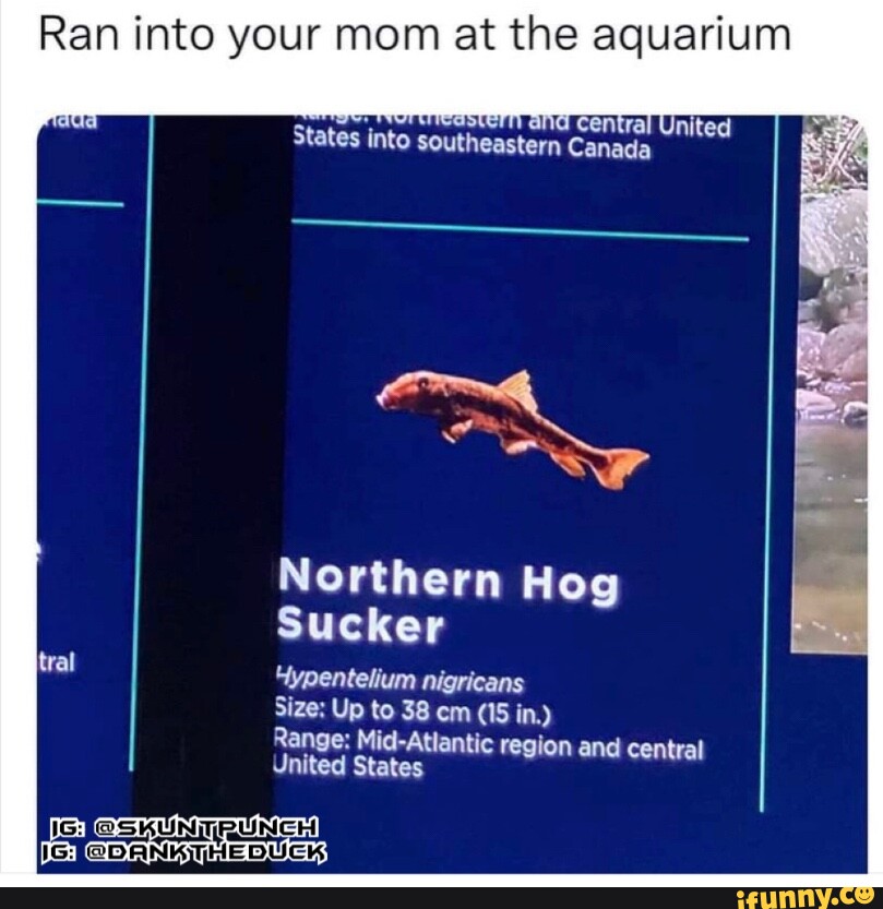 Ran into your mom at the aquarium Sstern and Central Unit States into ...