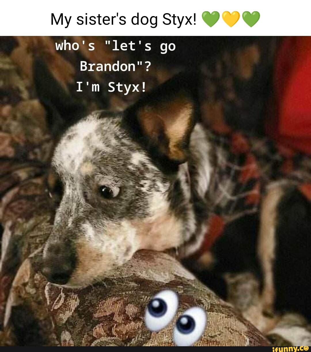 My sister's dog Styx! who's "let's go Brandon"? I'm Styx! - iFunny