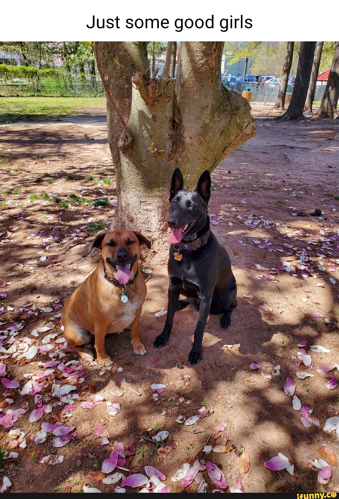Belgian_malinois memes. Best Collection of funny Belgian_malinois ...