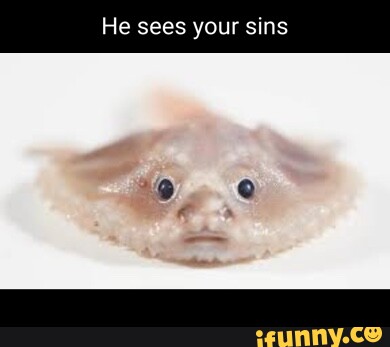 Batfish memes. Best Collection of funny Batfish pictures on iFunny