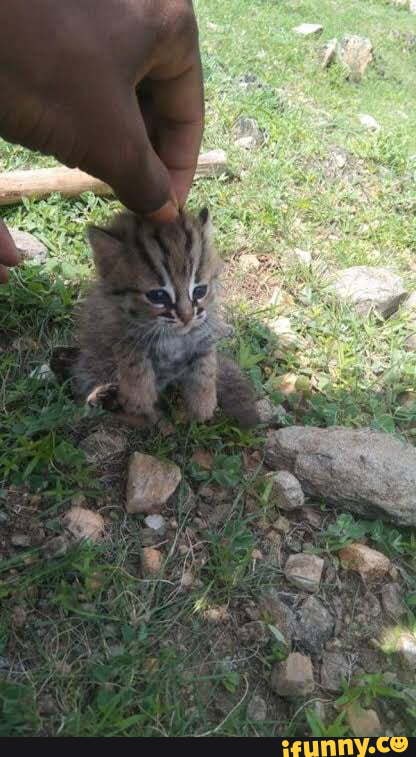 Rusty_spotted_cat memes. Best Collection of funny Rusty_spotted_cat ...